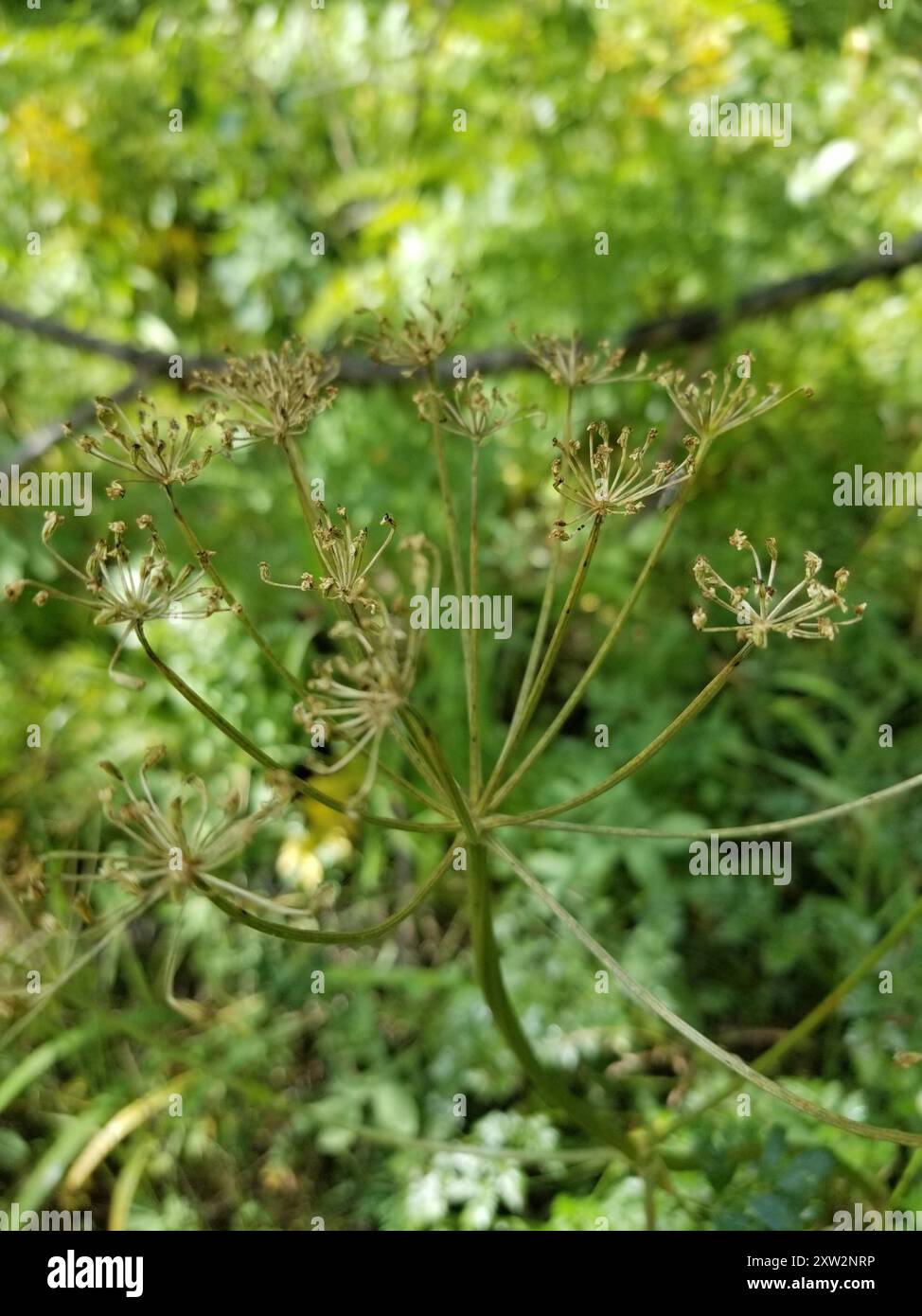 carrot family (Apiaceae) Plantae Stock Photo - Alamy
