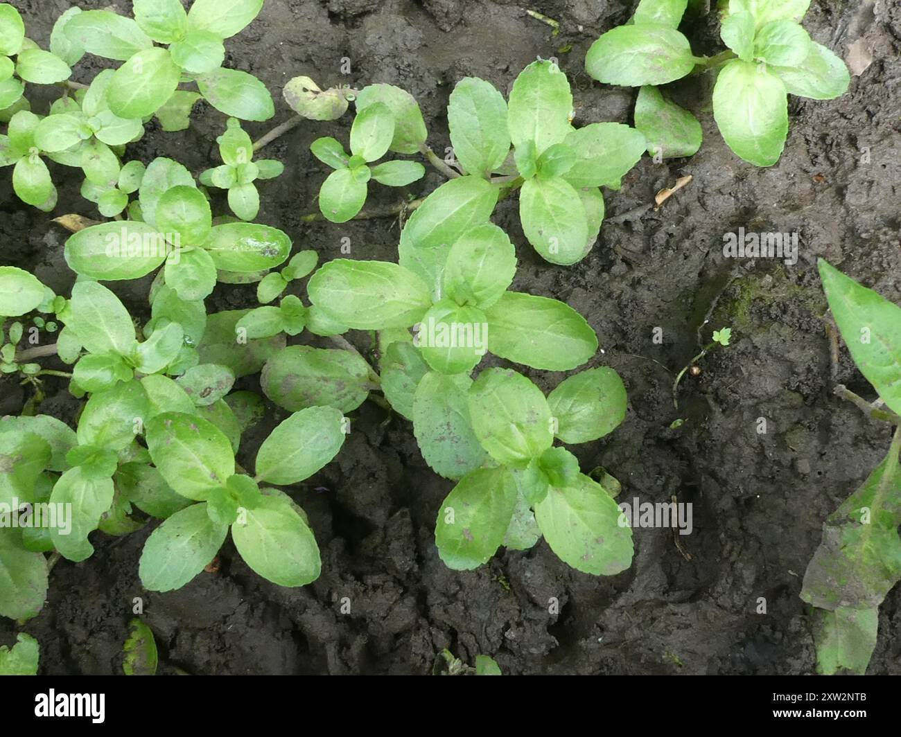 Brooklime (Veronica beccabunga) Plantae Stock Photo - Alamy