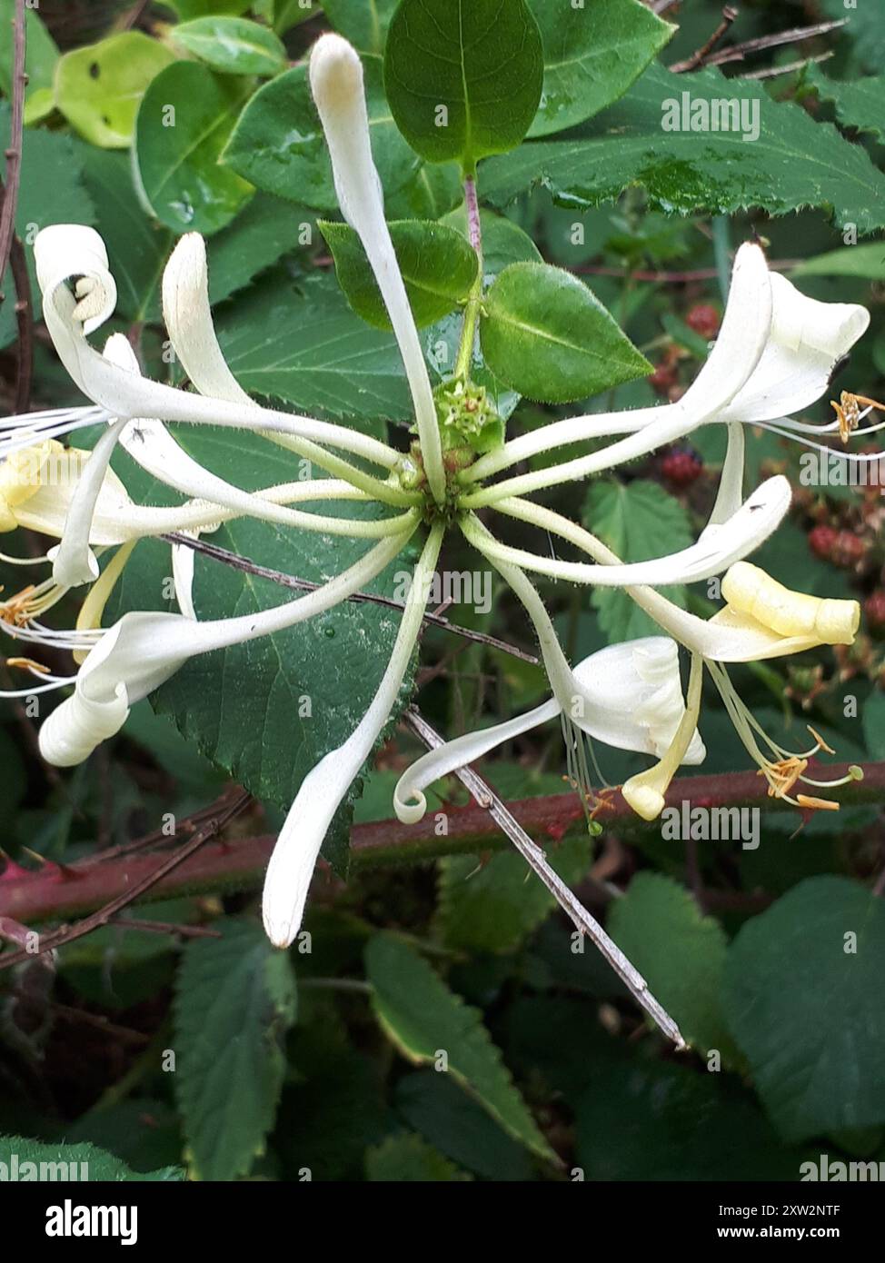 Common Honeysuckle (Lonicera periclymenum) Plantae Stock Photo - Alamy