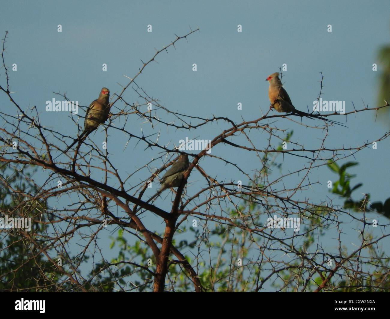 Red-faced Mousebird (Urocolius indicus) Aves Stock Photo - Alamy