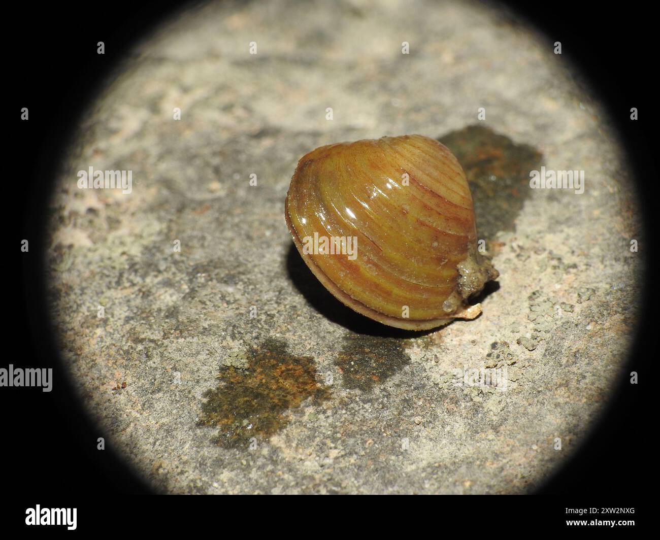 Asian Clam (Corbicula fluminea) Mollusca Stock Photo - Alamy