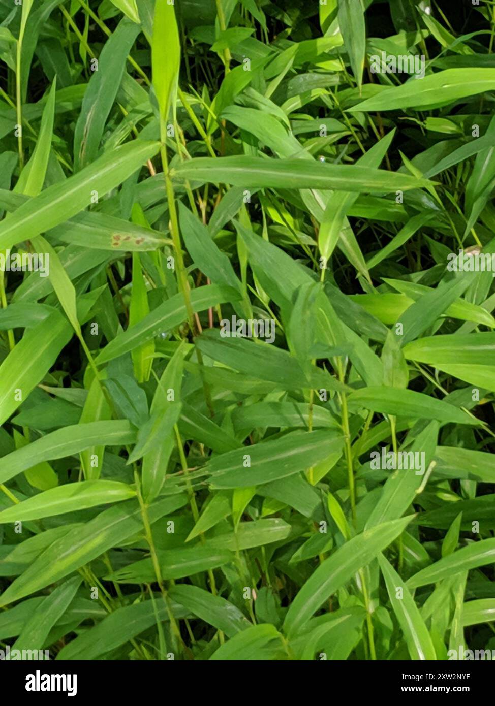 Japanese stiltgrass hi-res stock photography and images - Alamy