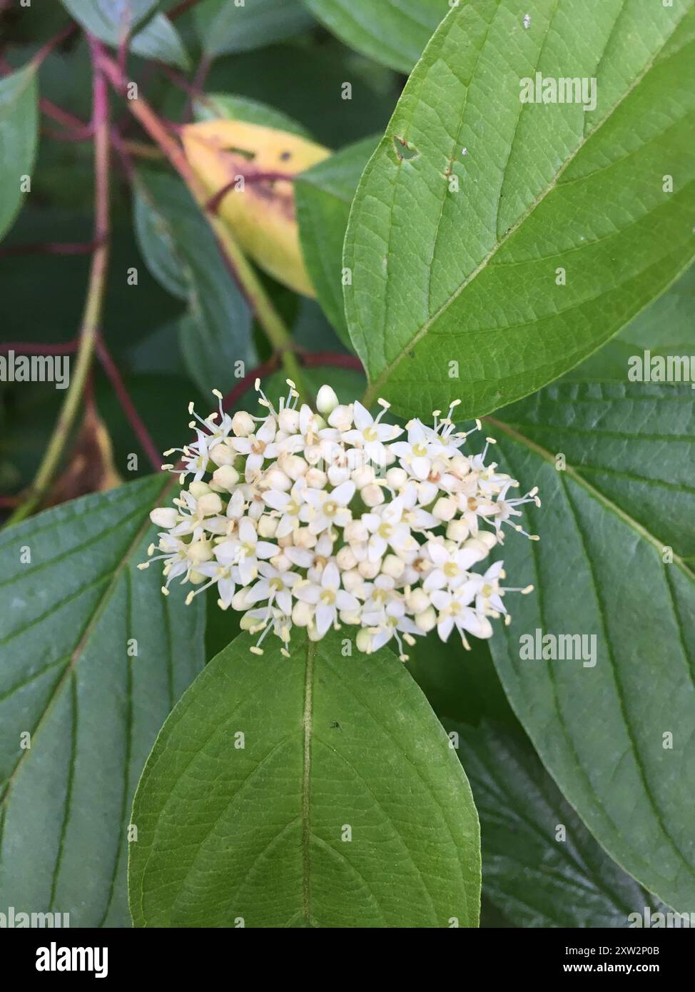 common dogwood (Cornus sanguinea) Plantae Stock Photo - Alamy