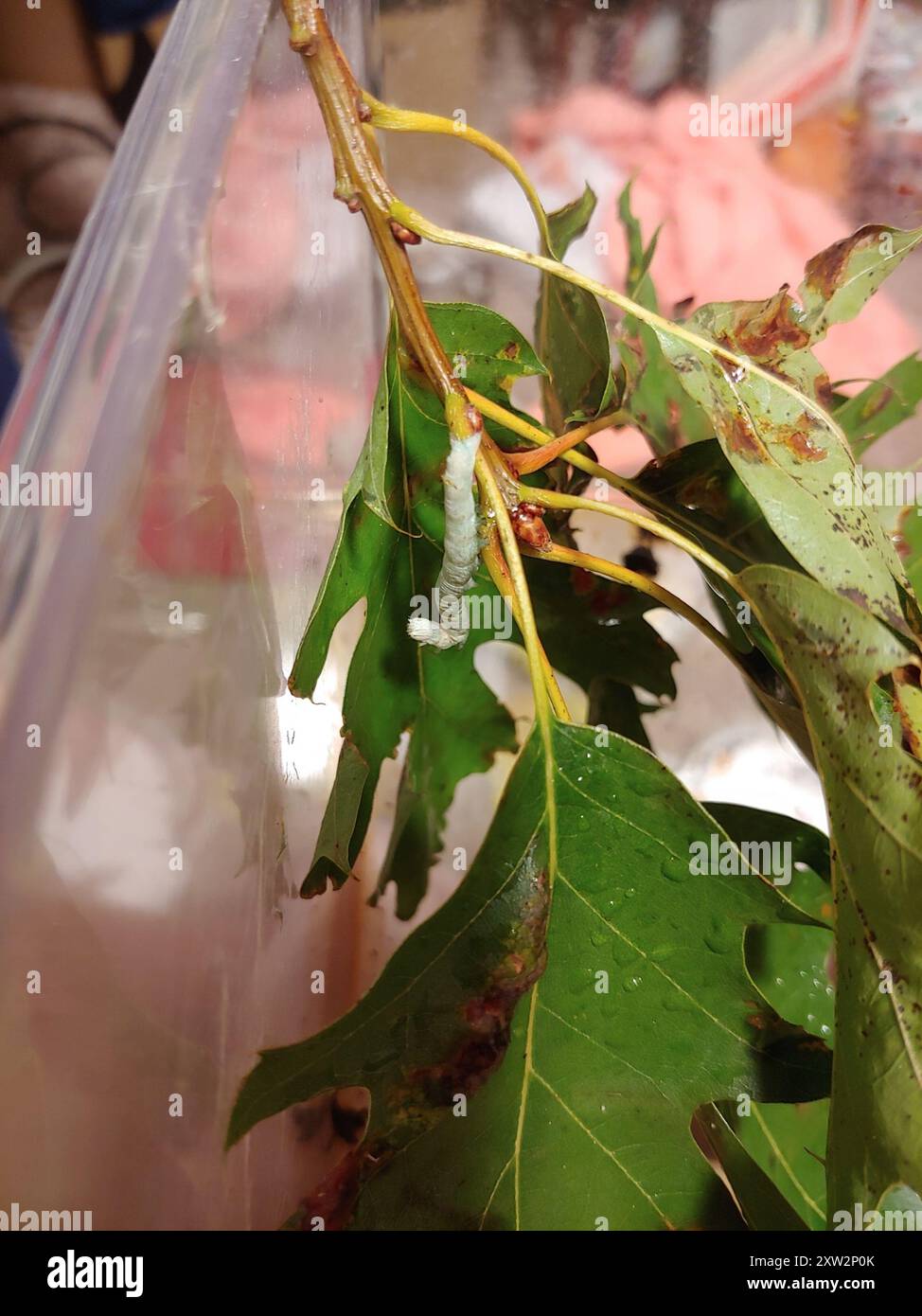 Maple Looper Moth (Parallelia bistriaris) Insecta Stock Photo - Alamy