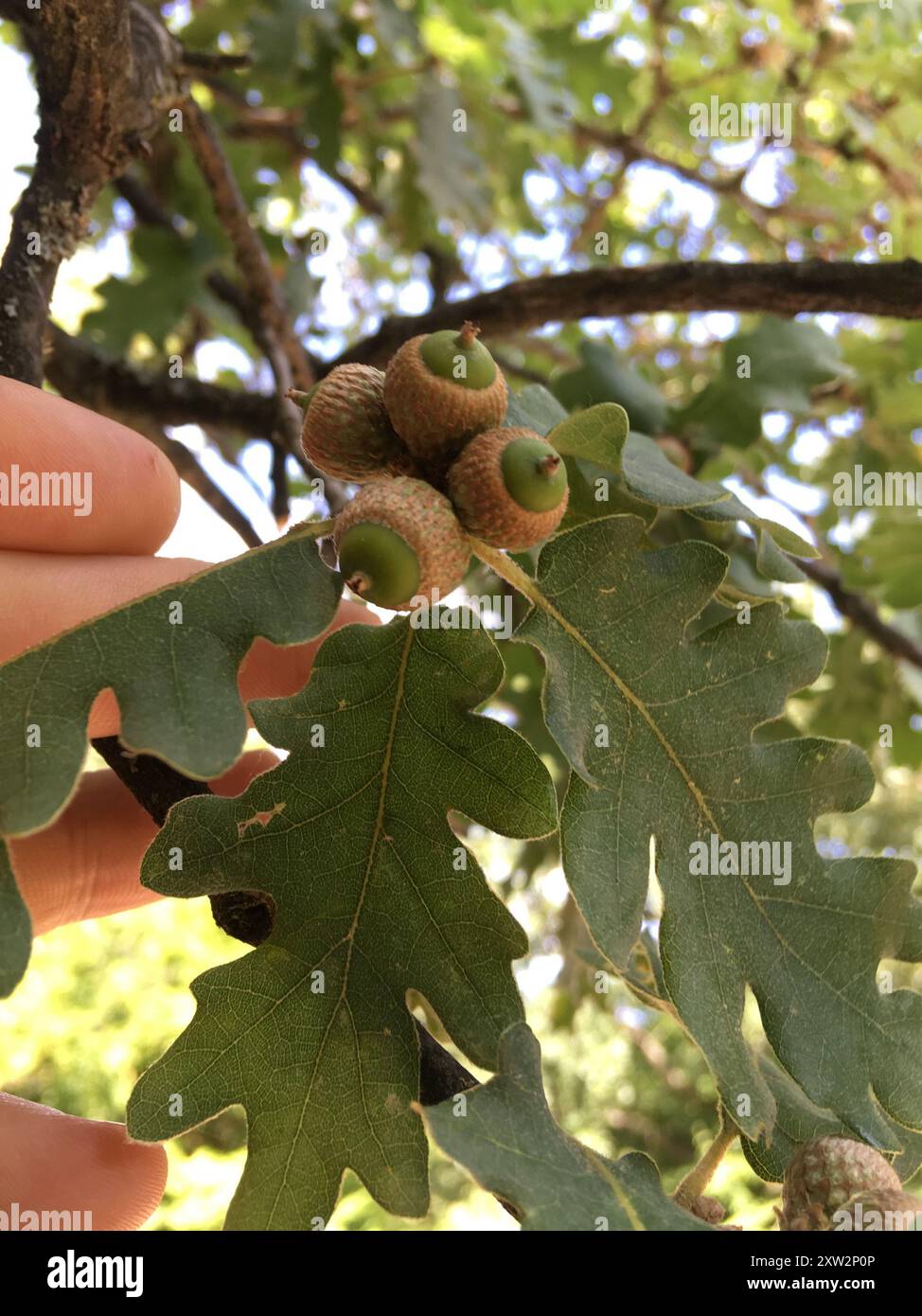 downy oak (Quercus pubescens) Plantae Stock Photo - Alamy