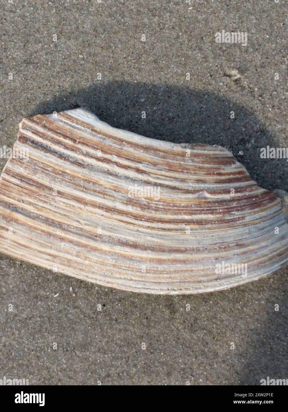 West Atlantic Surfclam (Spisula solidissima) Mollusca Stock Photo - Alamy