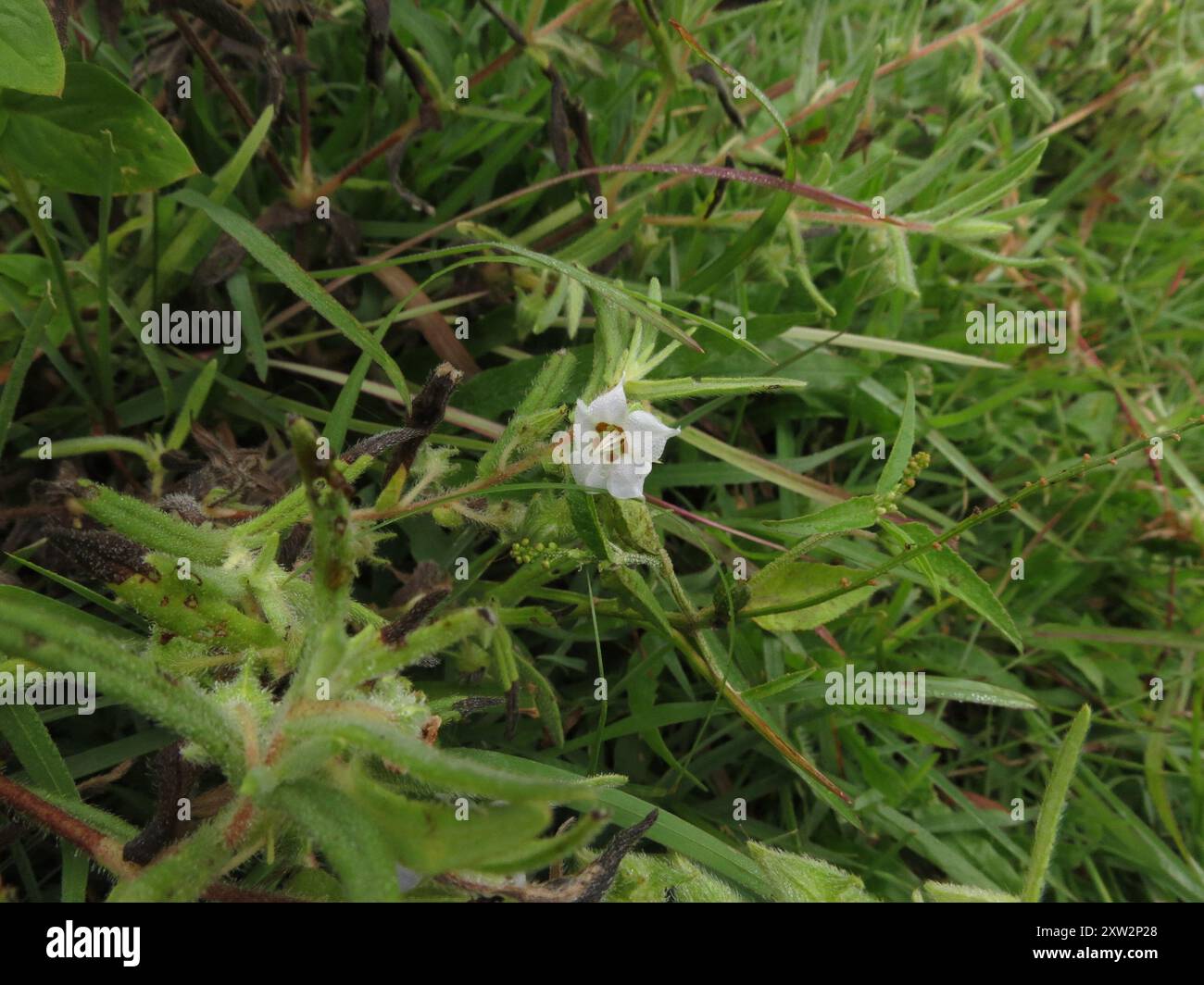 Indian borage (Trichodesma indicum) Plantae Stock Photo - Alamy