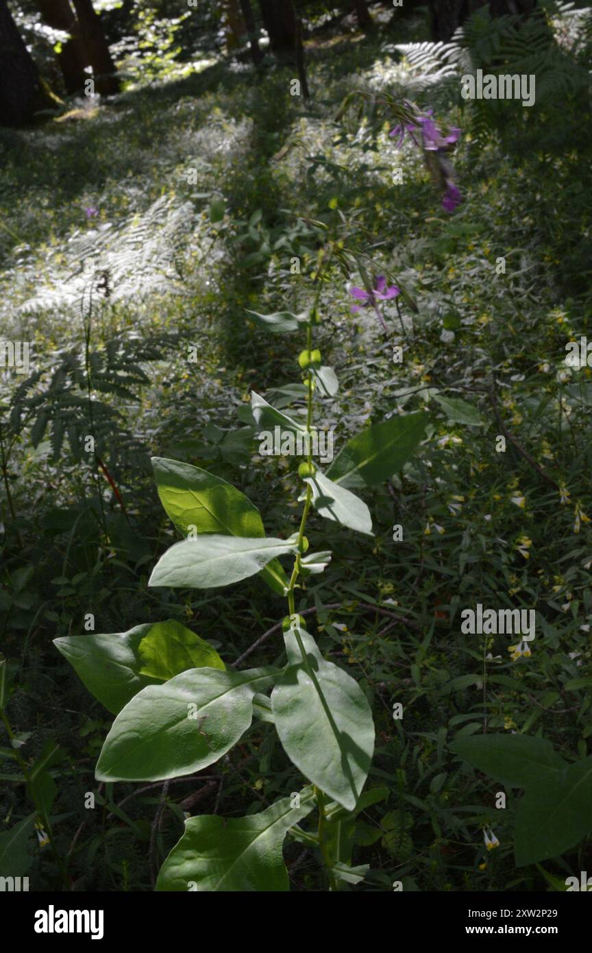 purple lettuce (Prenanthes purpurea) Plantae Stock Photo - Alamy