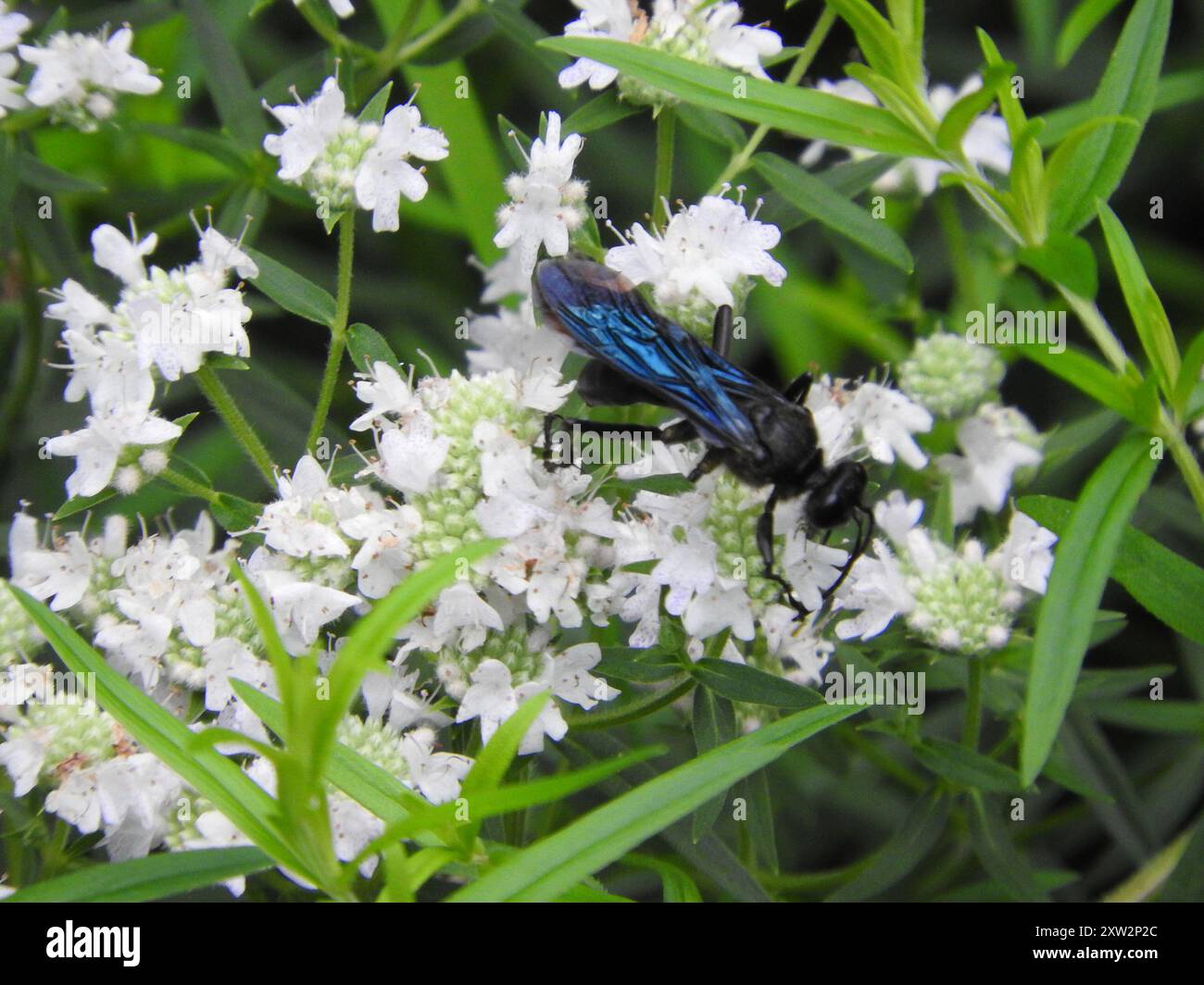 Great Black Digger Wasp (Sphex pensylvanicus) Insecta Stock Photo - Alamy
