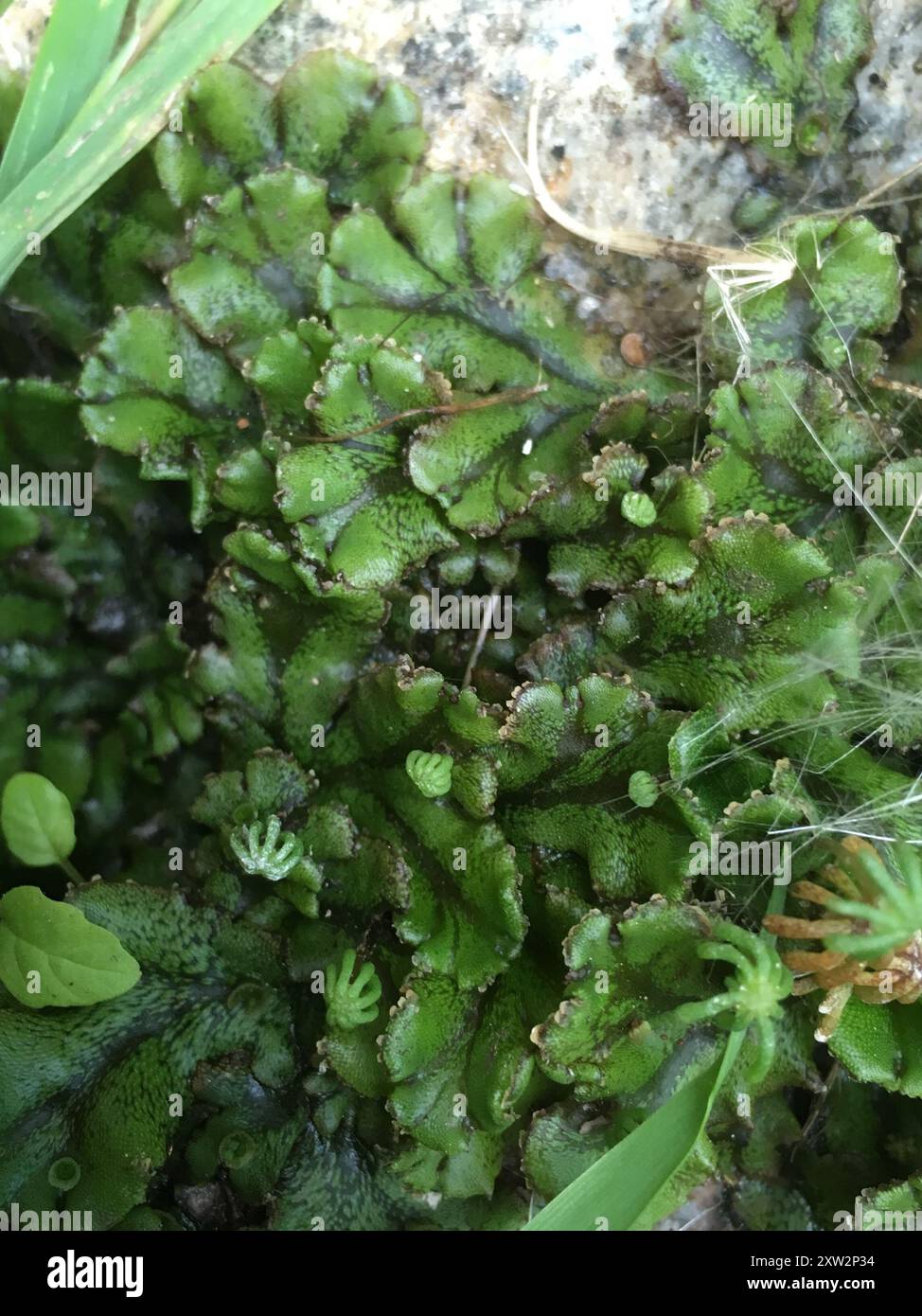 (Marchantia polymorpha polymorpha) Plantae Stock Photo - Alamy