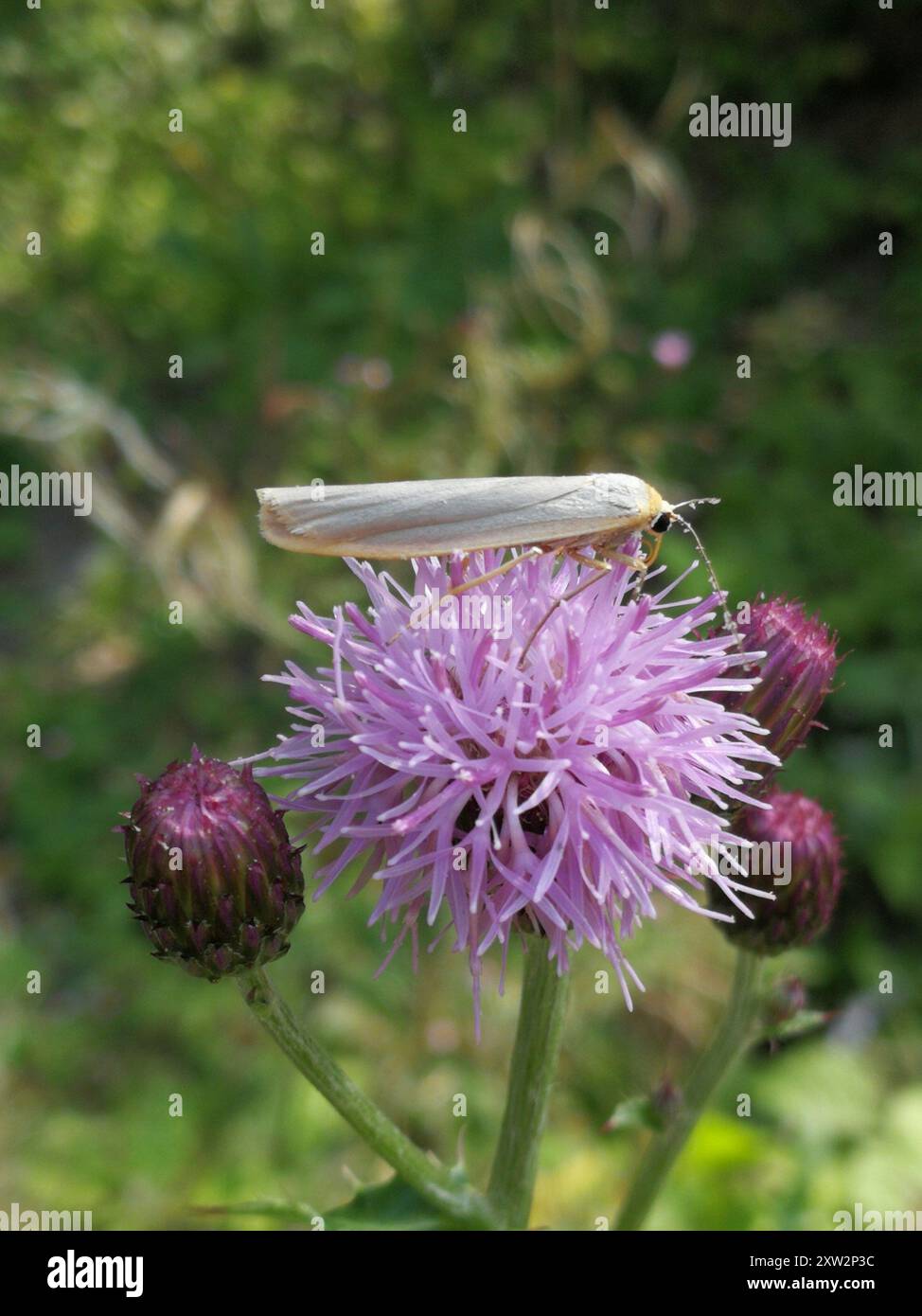 Common Footman (Eilema lurideola) Insecta Stock Photo - Alamy
