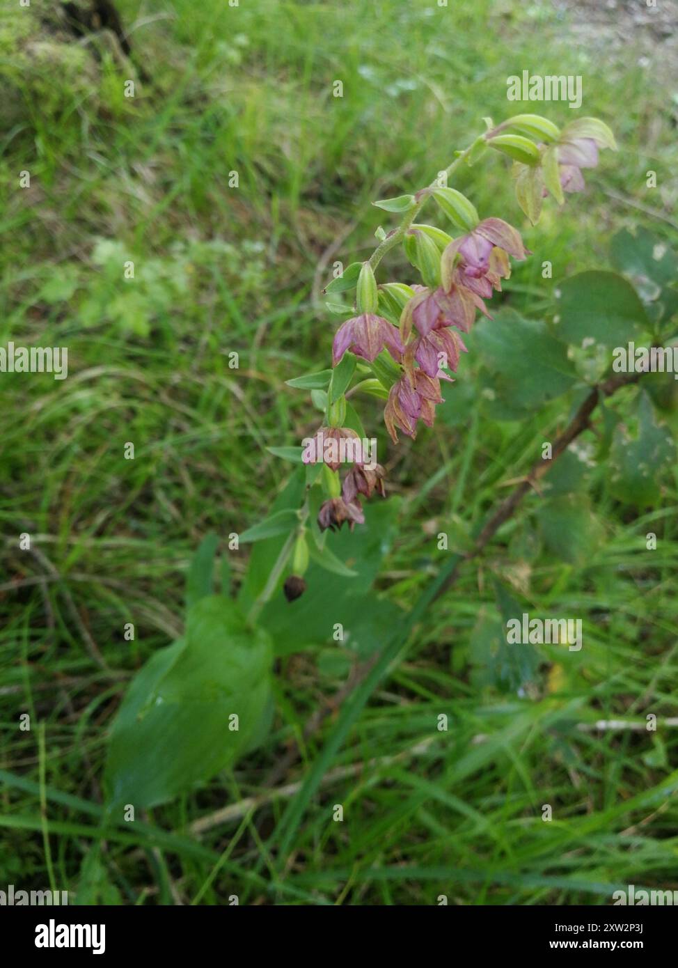 Dark-red Helleborine (Epipactis atrorubens) Plantae Stock Photo - Alamy