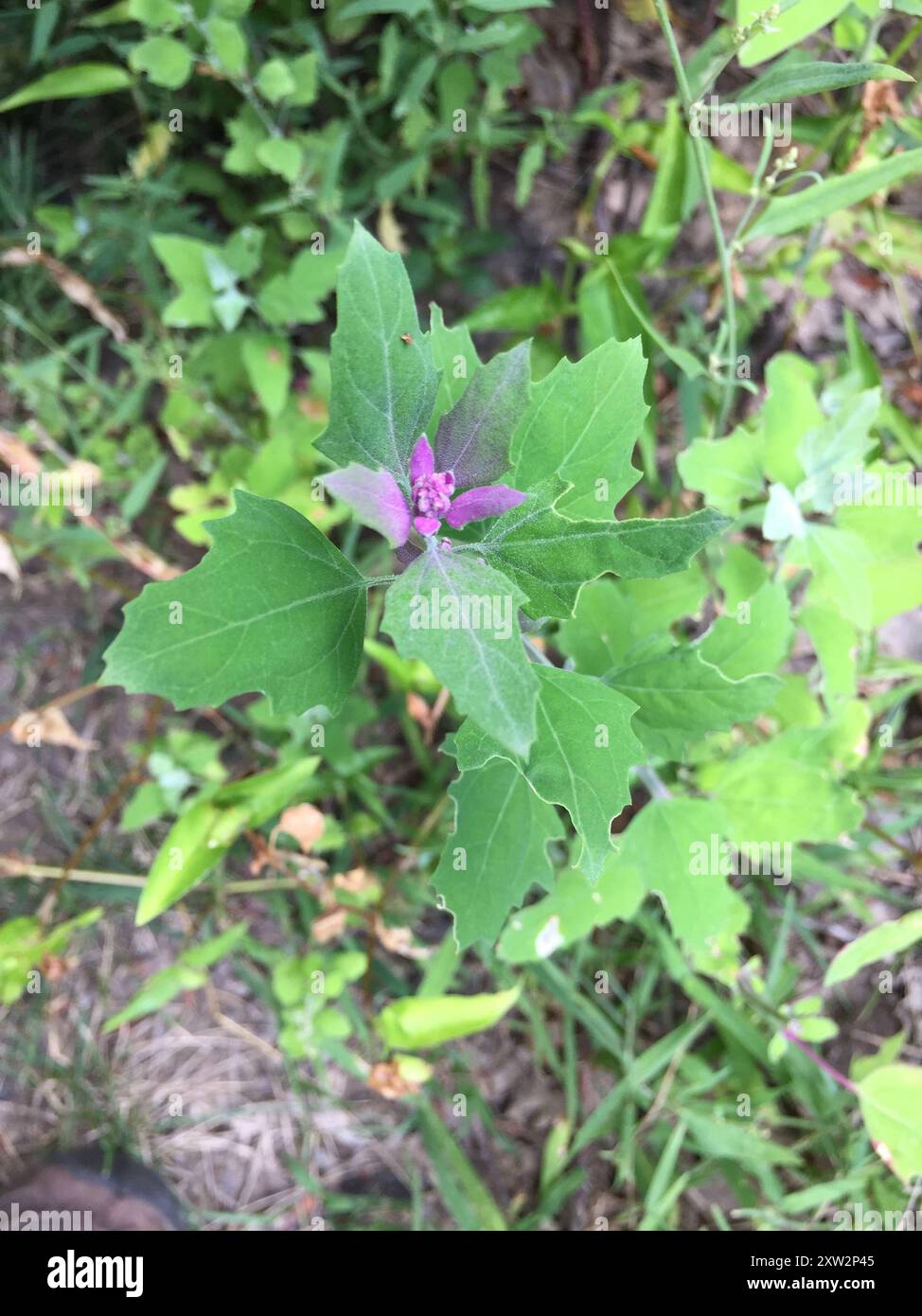 Goosefoots (Chenopodium) Plantae Stock Photo - Alamy