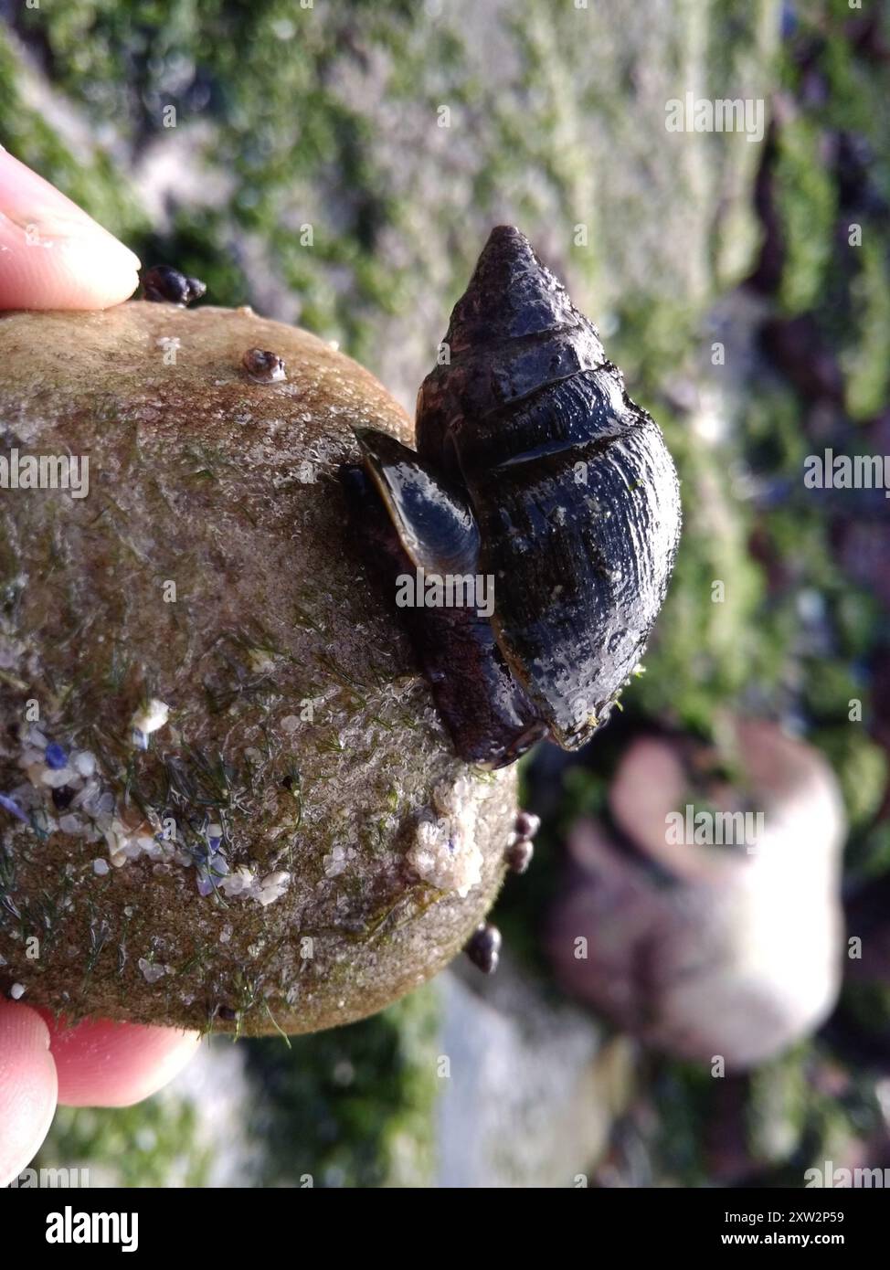 Gastropods (Gastropoda) Mollusca Stock Photo - Alamy