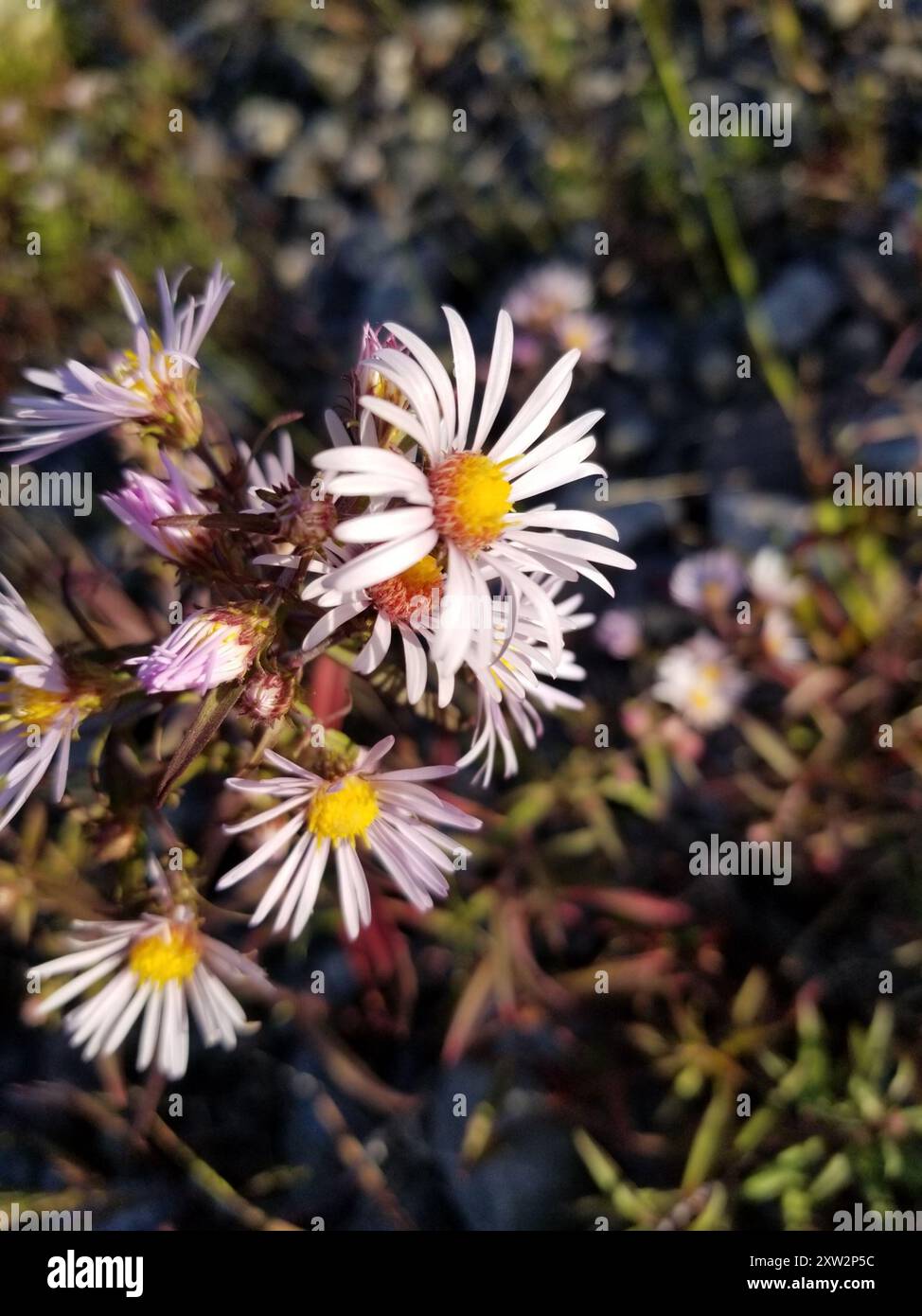 Pacific Aster (Symphyotrichum chilense) Plantae Stock Photo - Alamy