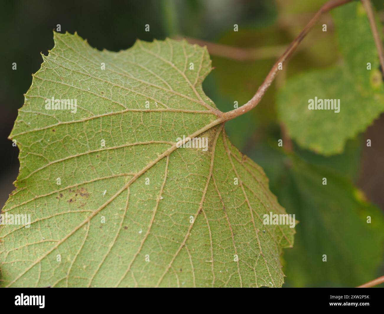 summer grape (Vitis aestivalis) Plantae Stock Photo - Alamy