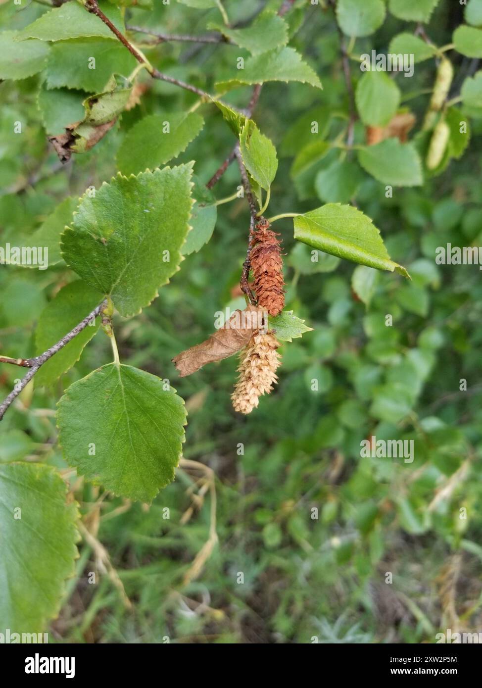 water birch (Betula occidentalis) Plantae Stock Photo - Alamy