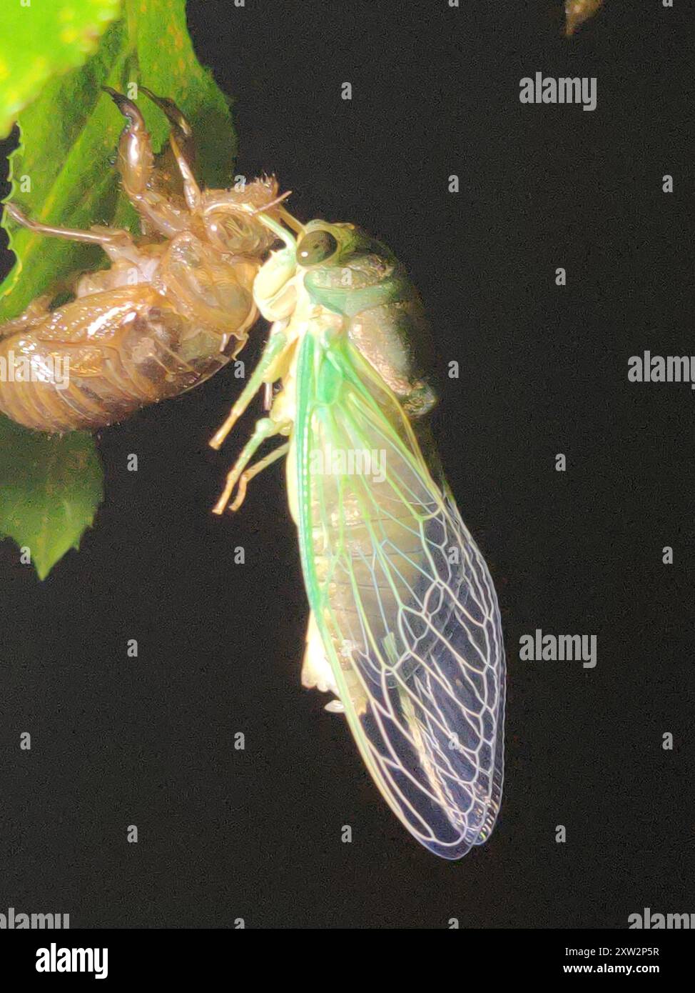 Southern Dusky-winged Cicada (Neotibicen tibicen australis) Insecta ...