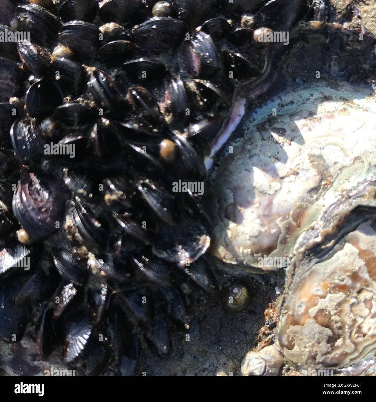 True Mussels (Mytilidae) Mollusca Stock Photo - Alamy