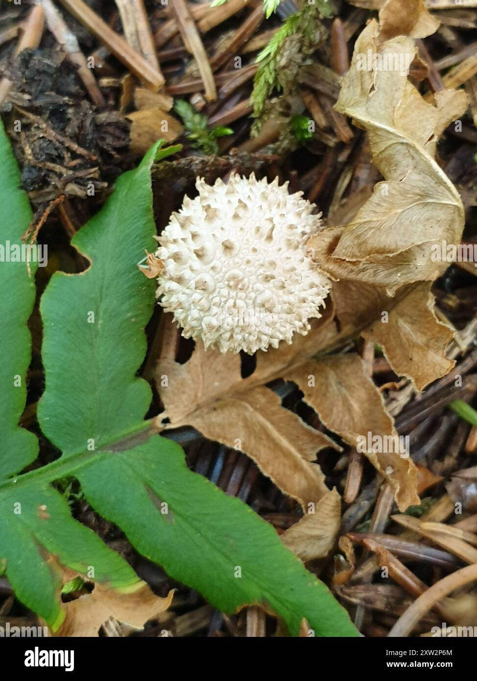 common puffball (Lycoperdon perlatum) Fungi Stock Photo - Alamy