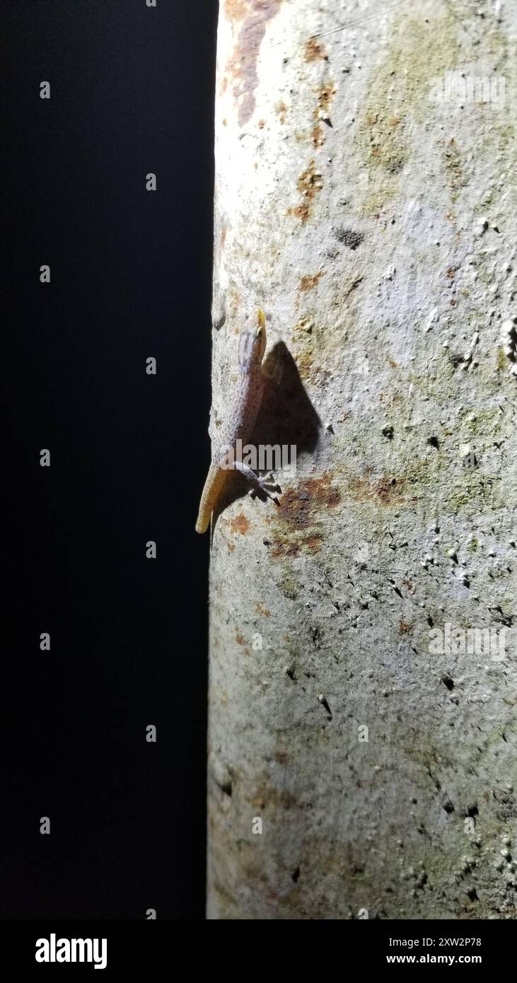 Panama Least Gecko (Sphaerodactylus lineolatus) Reptilia Stock Photo ...