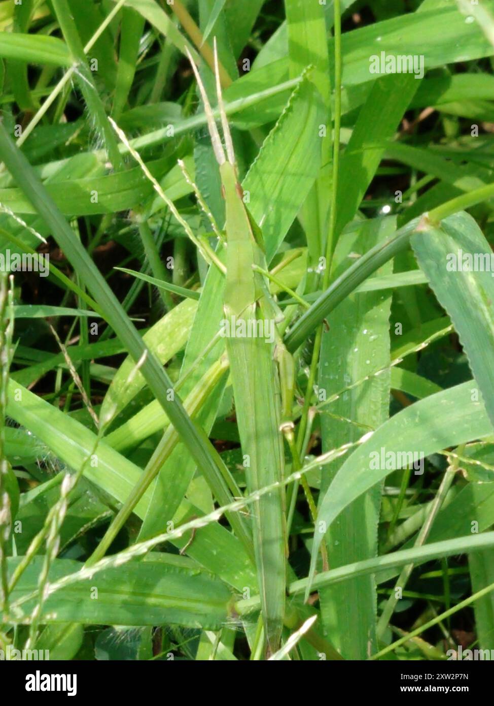 Oriental Longheaded Locust (Acrida cinerea) Insecta Stock Photo - Alamy