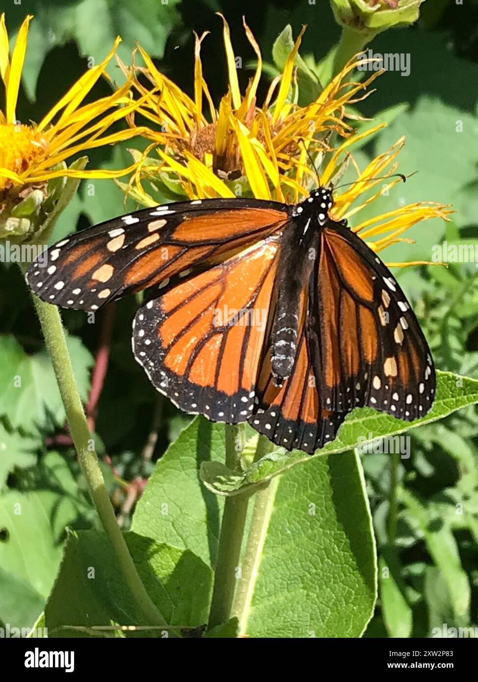 Monarch (Danaus plexippus) Insecta Stock Photo - Alamy