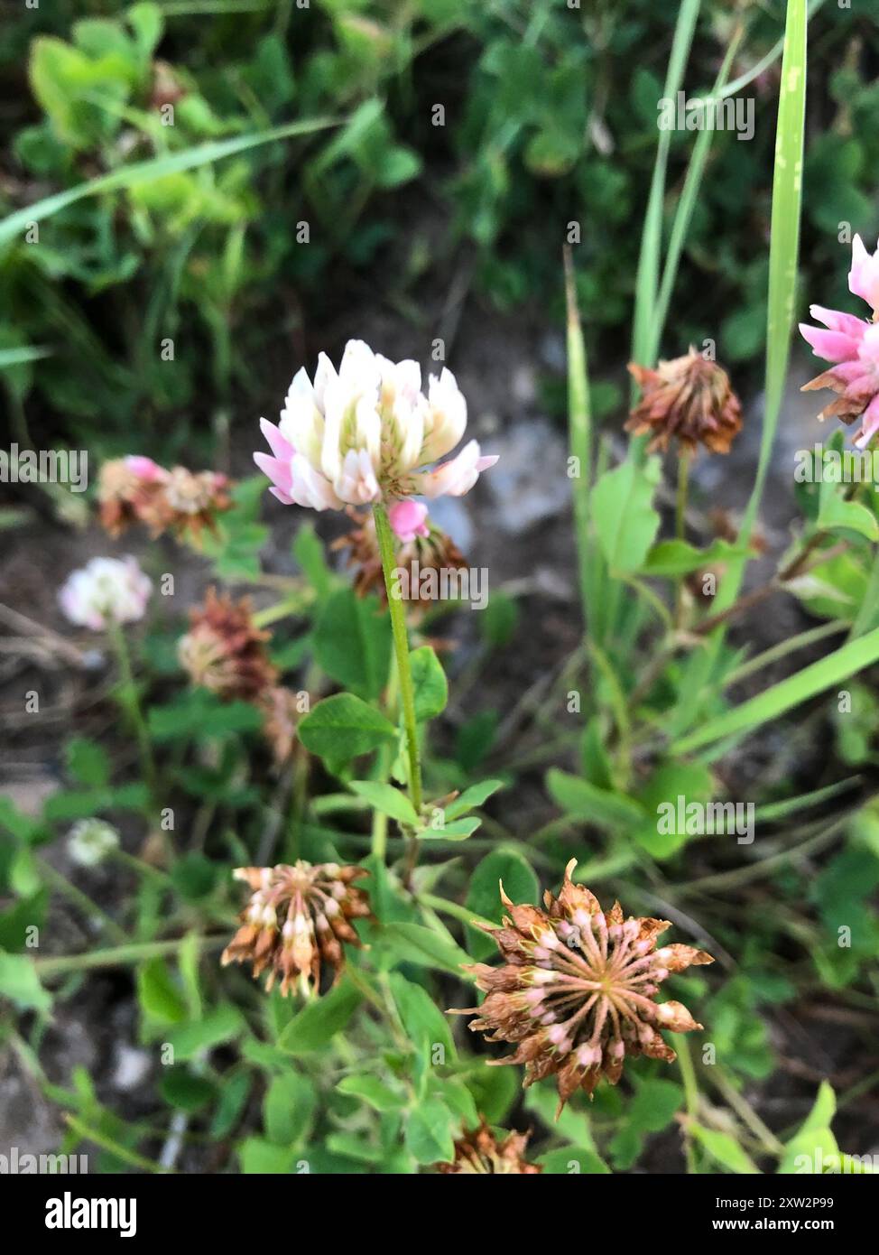 Alsike clover (Trifolium hybridum) Plantae Stock Photo - Alamy