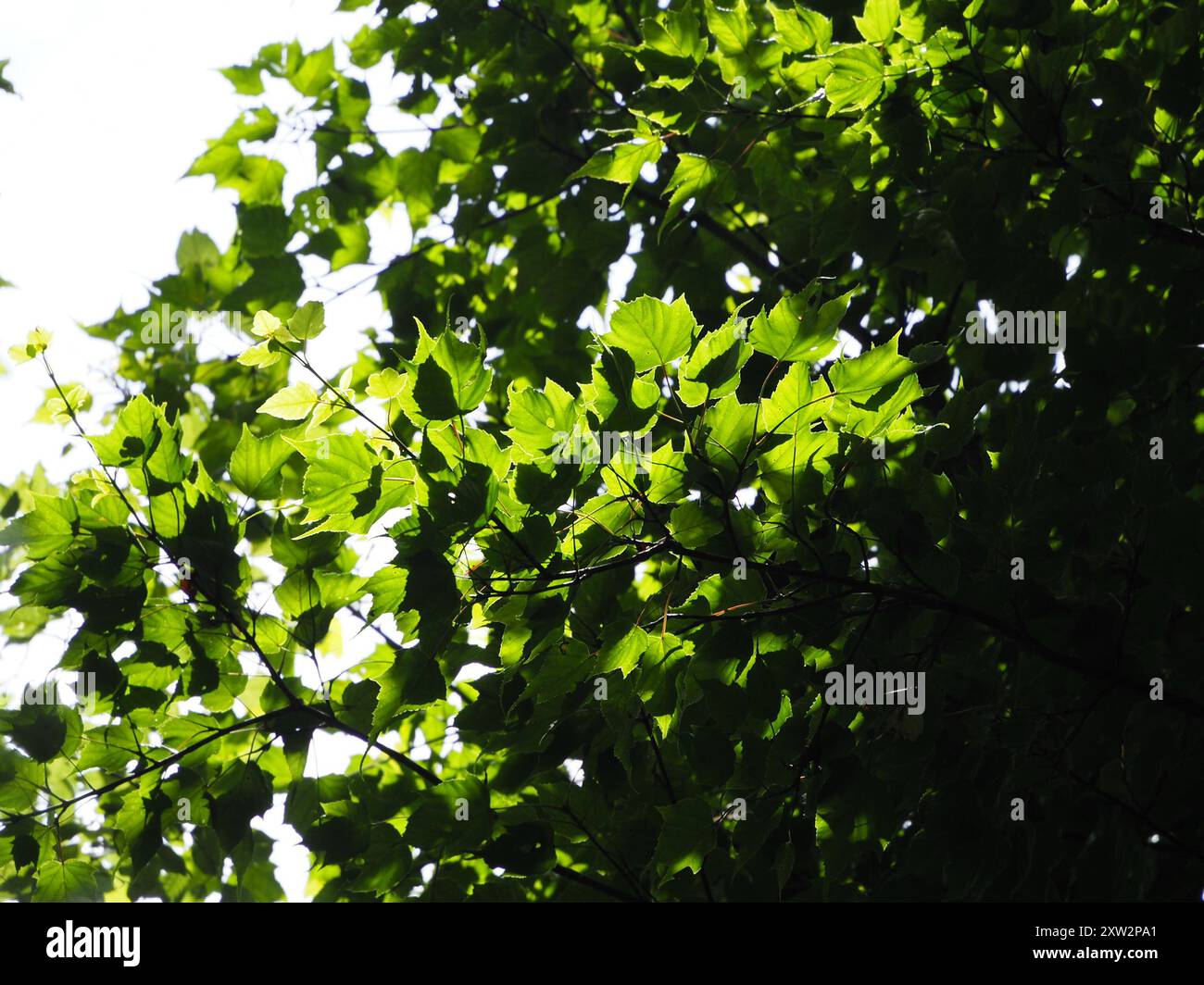 Taiwan Red Maple (Acer morrisonense) Plantae Stock Photo - Alamy