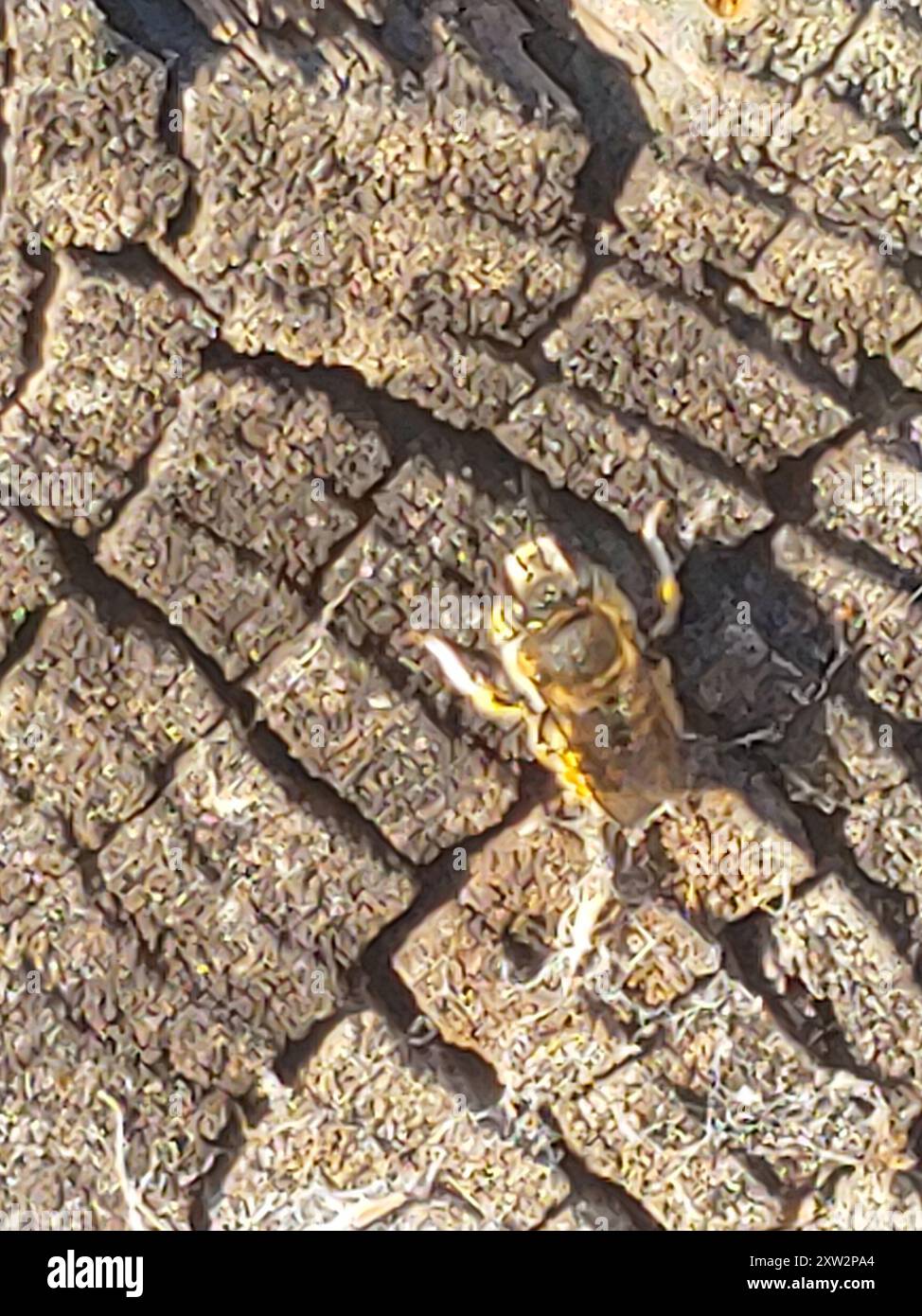 European Woolcarder Bee (Anthidium manicatum) Insecta Stock Photo - Alamy