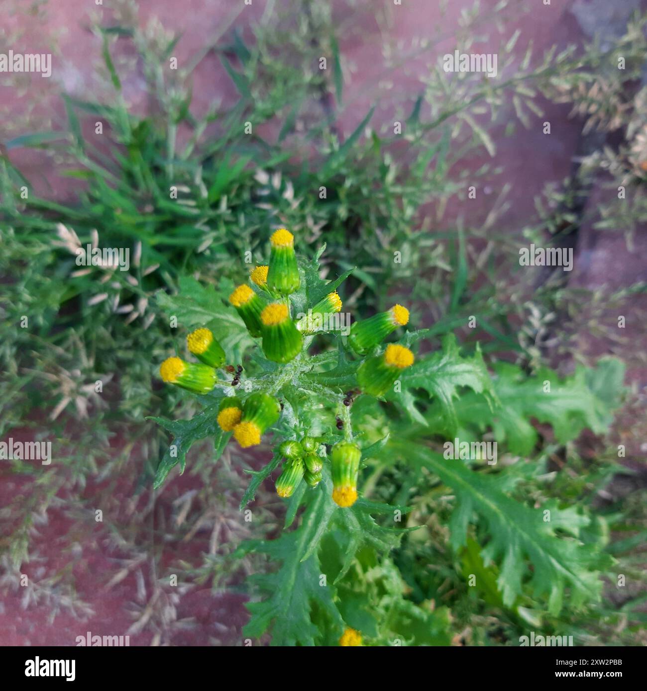 common groundsel (Senecio vulgaris) Plantae Stock Photo - Alamy