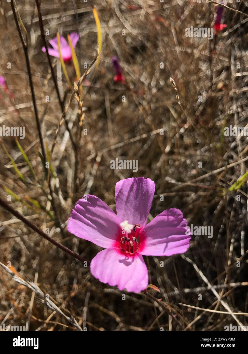 ruby chalice clarkia (Clarkia rubicunda) Plantae Stock Photo - Alamy