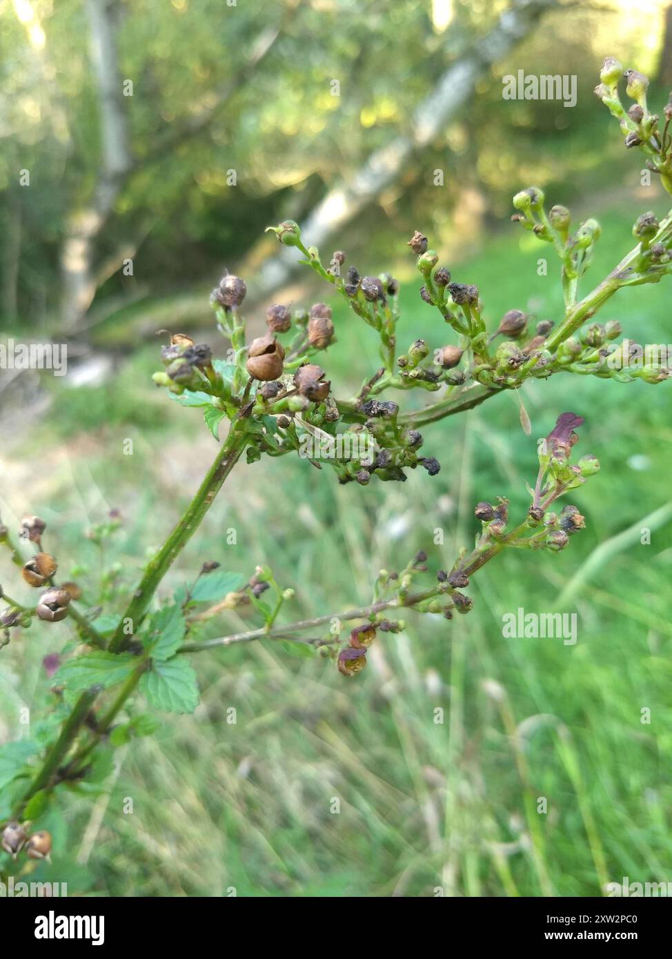 Common Figwort (Scrophularia nodosa) Plantae Stock Photo - Alamy