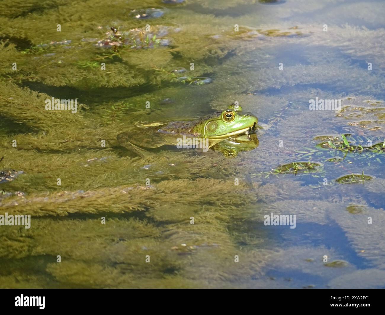 American Bullfrog (Lithobates catesbeianus) Amphibia Stock Photo - Alamy