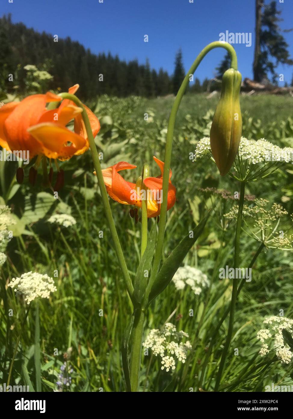 shasta lily (Lilium pardalinum shastense) Plantae Stock Photo - Alamy