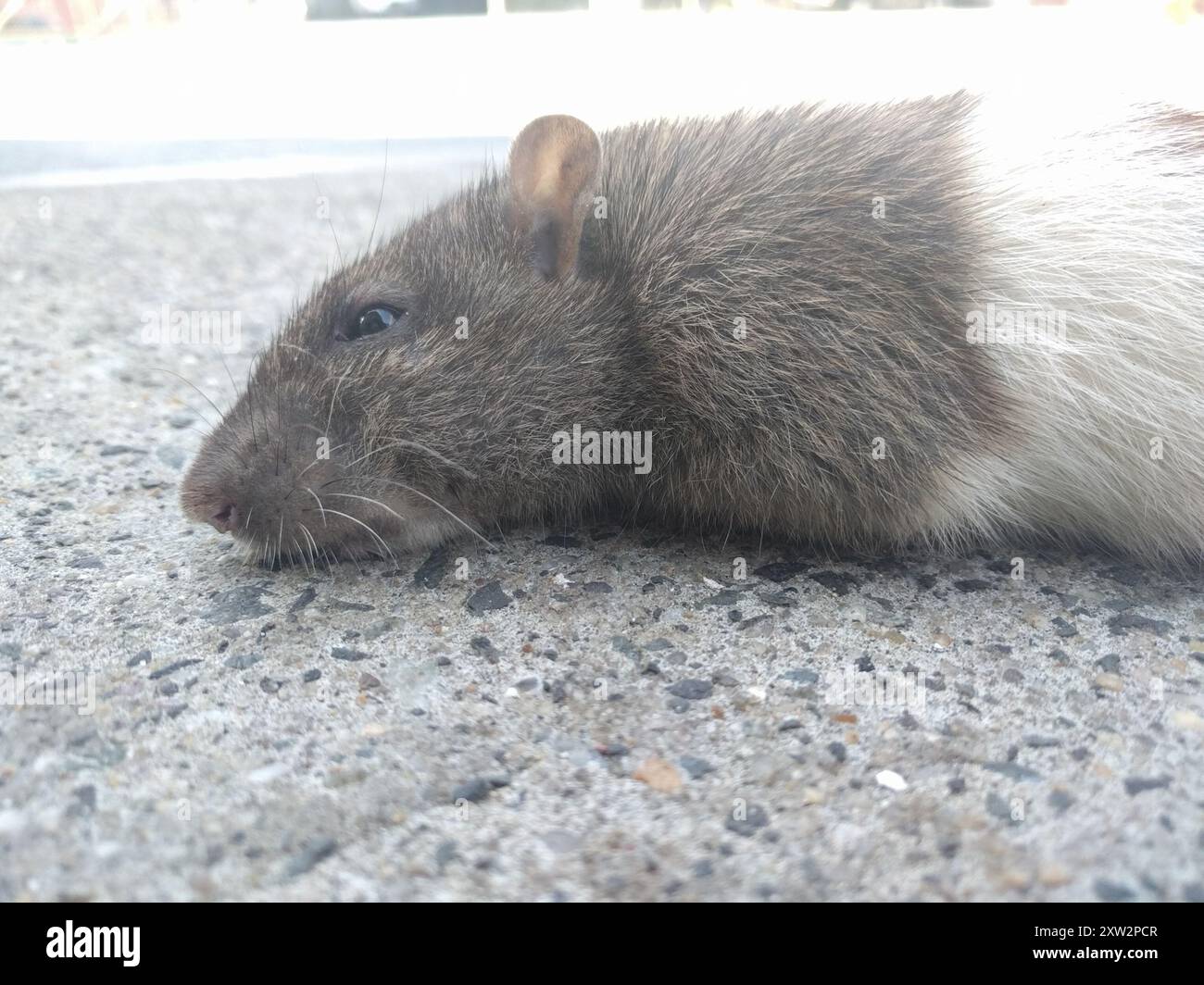 Domestic Brown Rat (Rattus norvegicus domestica) Mammalia Stock Photo ...