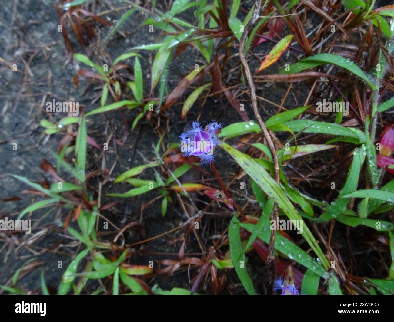 Blue Ears (Cyanotis) Plantae Stock Photo - Alamy