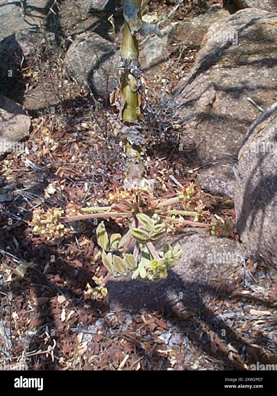 Paperbark Corkwood (Commiphora marlothii) Plantae Stock Photo - Alamy