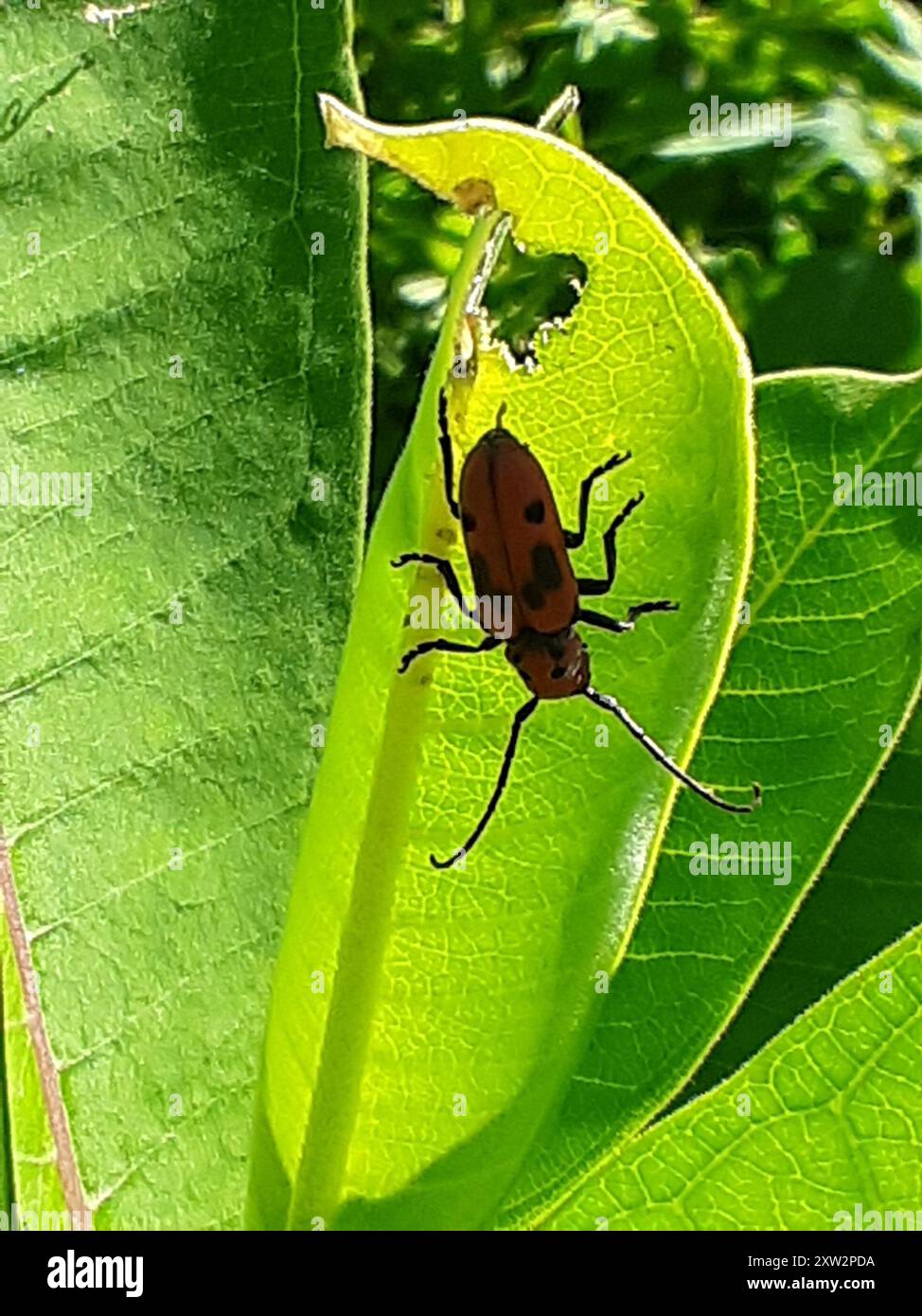 Red Milkweed Beetle (Tetraopes tetrophthalmus) Insecta Stock Photo - Alamy