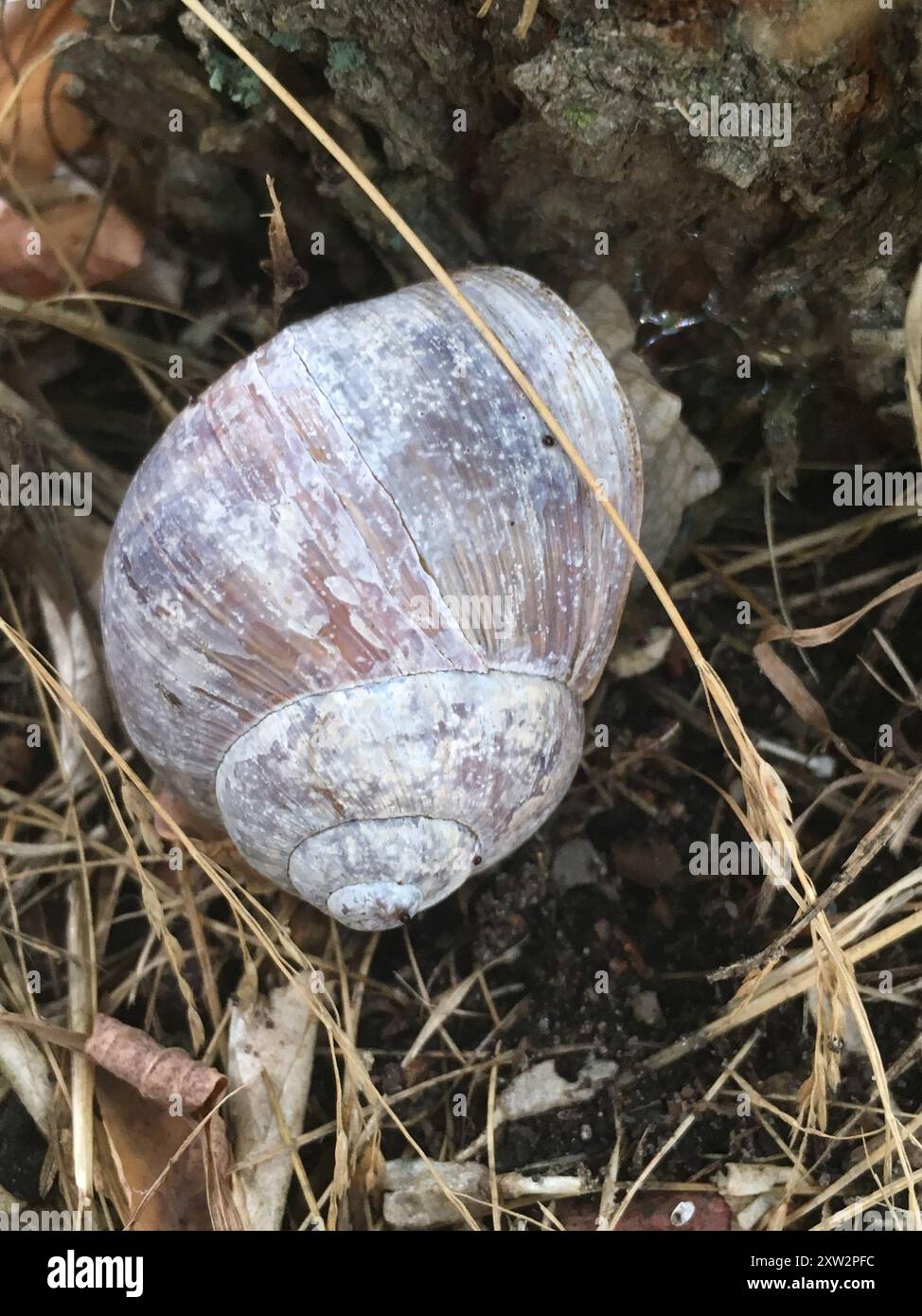 Roman Snail (Helix pomatia) Mollusca Stock Photo - Alamy
