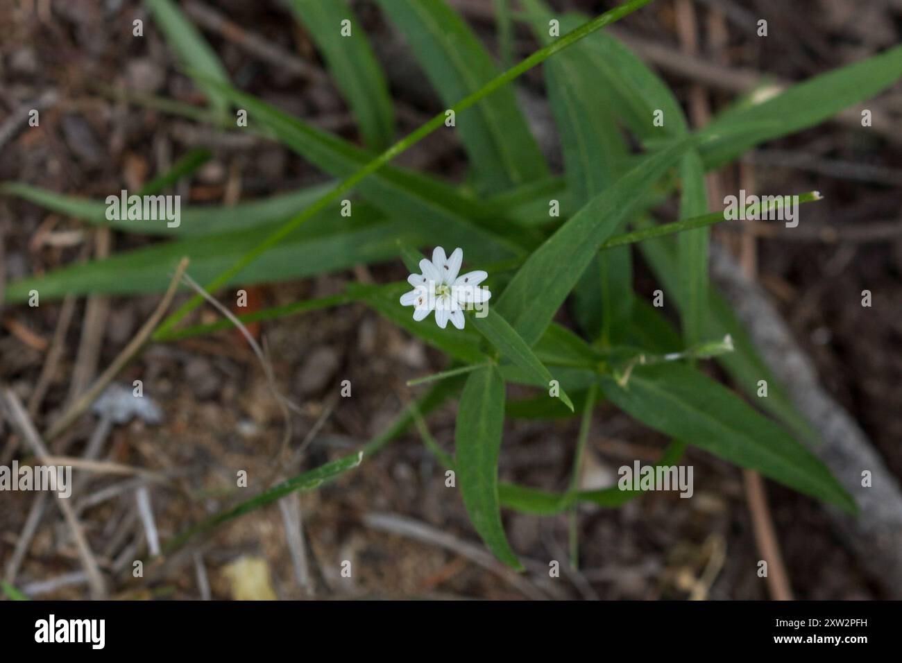 tuber starwort (Pseudostellaria jamesiana) Plantae Stock Photo - Alamy