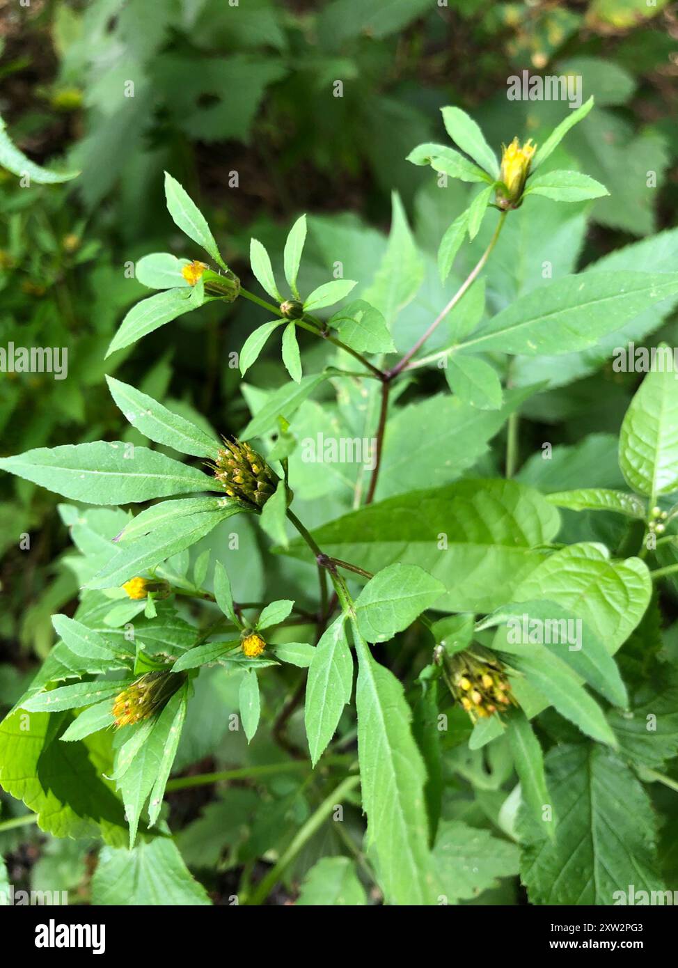 Devil's Beggarticks (Bidens frondosa) Plantae Stock Photo - Alamy