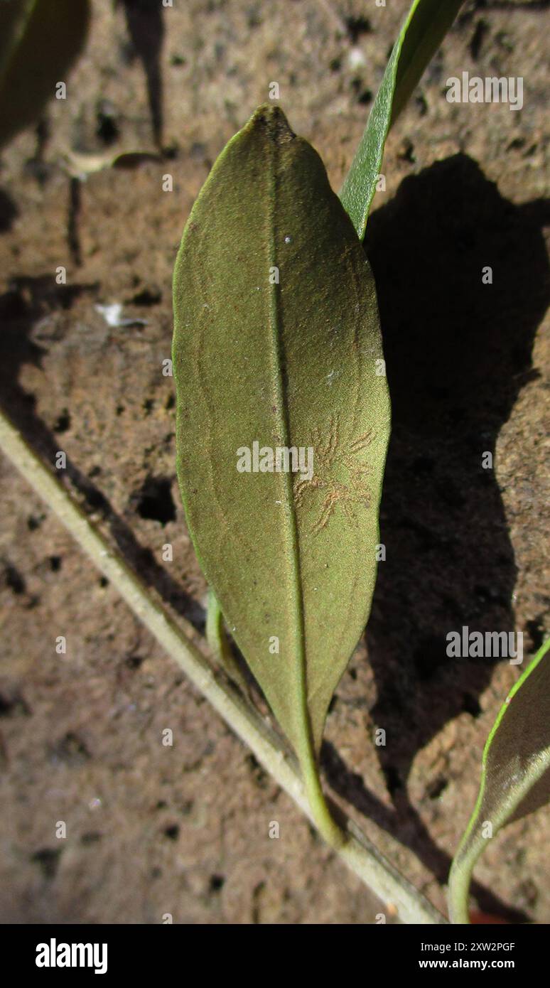 African olive (Olea europaea cuspidata) Plantae Stock Photo - Alamy