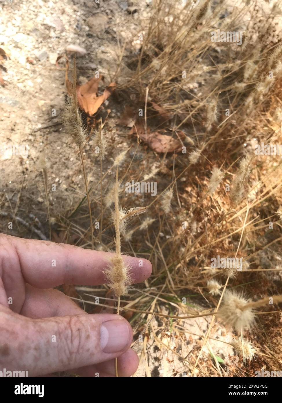 rabbitfoot grass (Polypogon monspeliensis) Plantae Stock Photo - Alamy