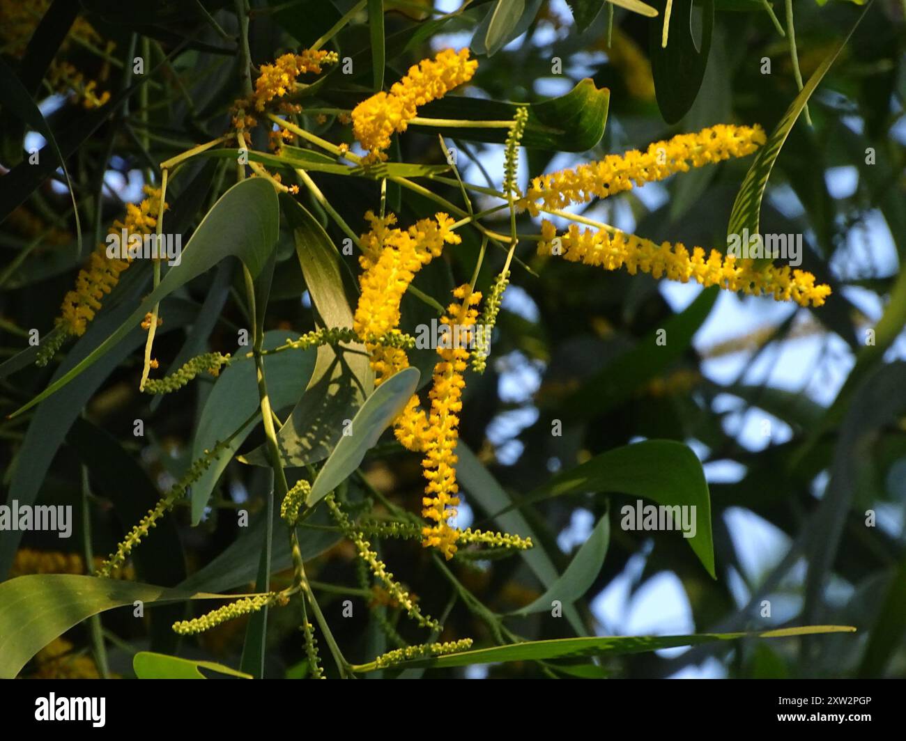 Earpod Wattle (Acacia auriculiformis) Plantae Stock Photo - Alamy