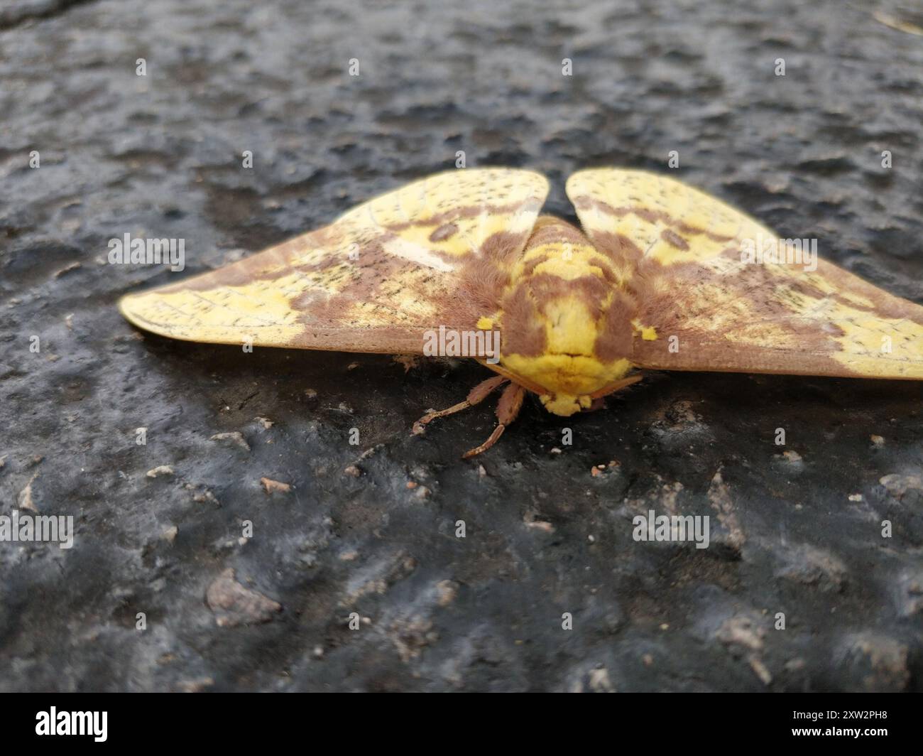 Imperial Moth (Eacles imperialis) Insecta Stock Photo - Alamy