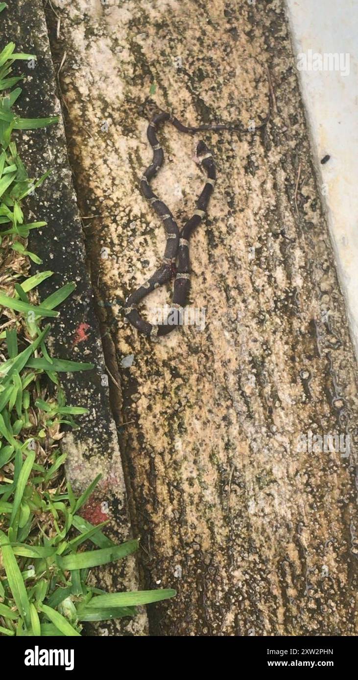 Black-banded Cat-eyed Snake (Leptodeira nigrofasciata) Reptilia Stock ...