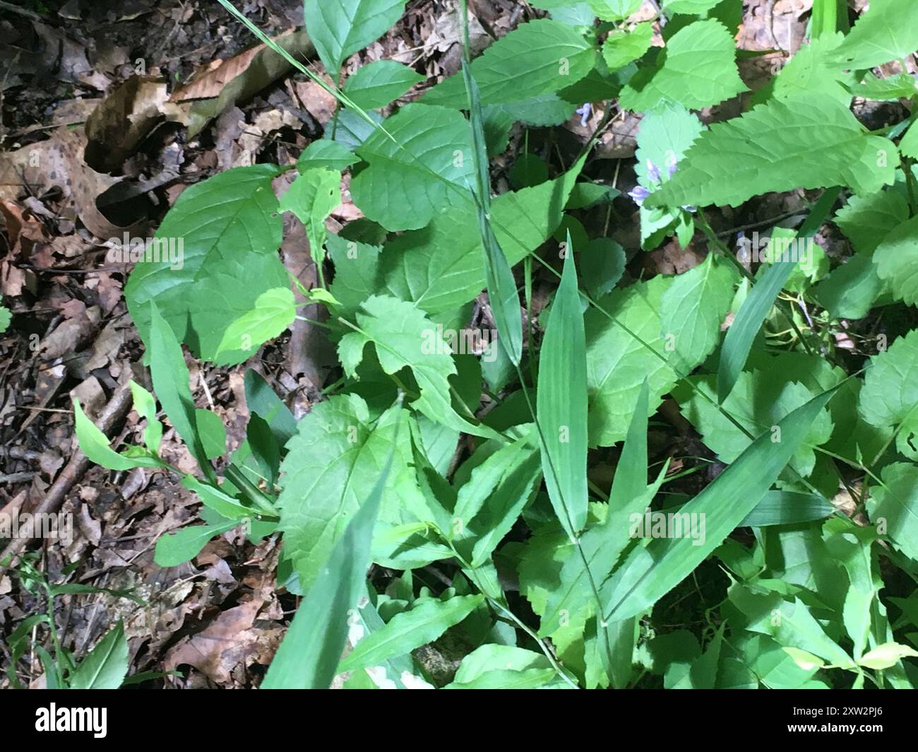 Long-awned Wood Grass (Brachyelytrum erectum) Plantae Stock Photo - Alamy