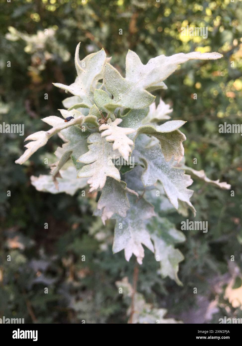 downy oak (Quercus pubescens) Plantae Stock Photo - Alamy