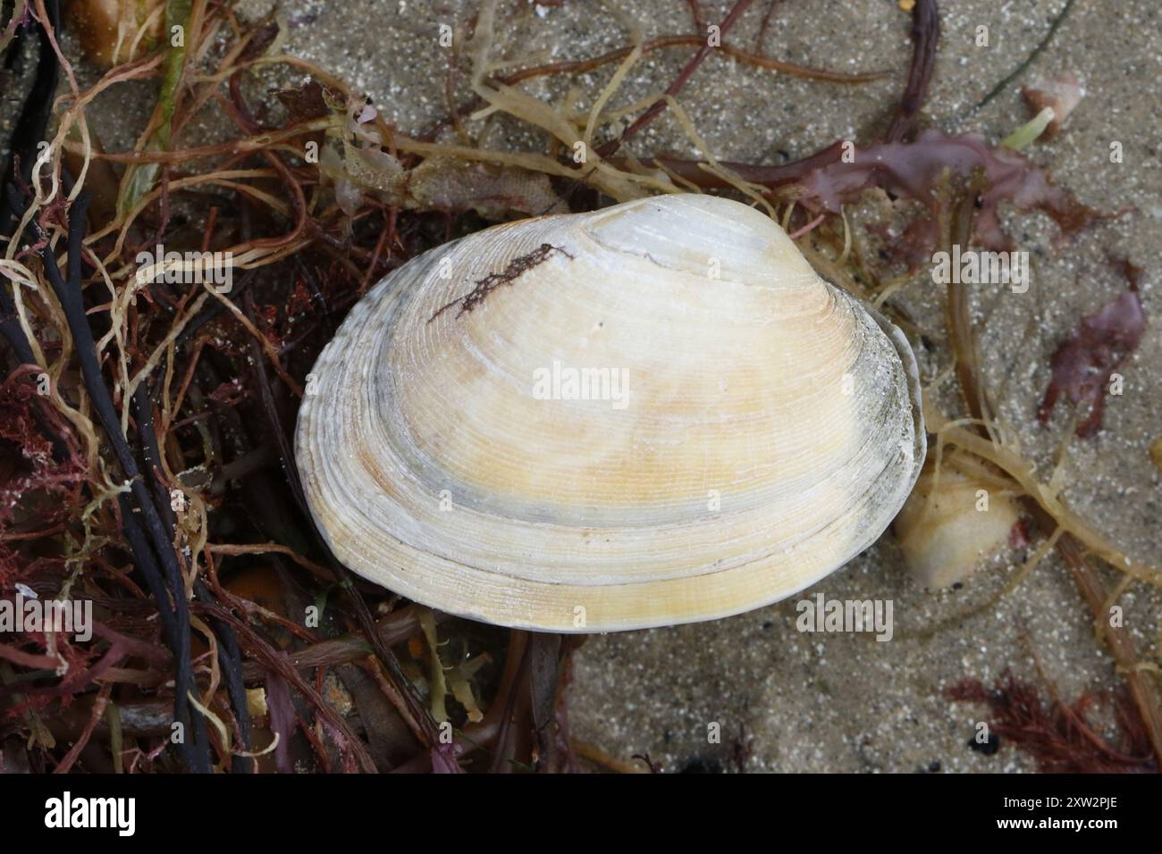 Pullet Carpet Shell (Venerupis corrugata) Mollusca Stock Photo - Alamy